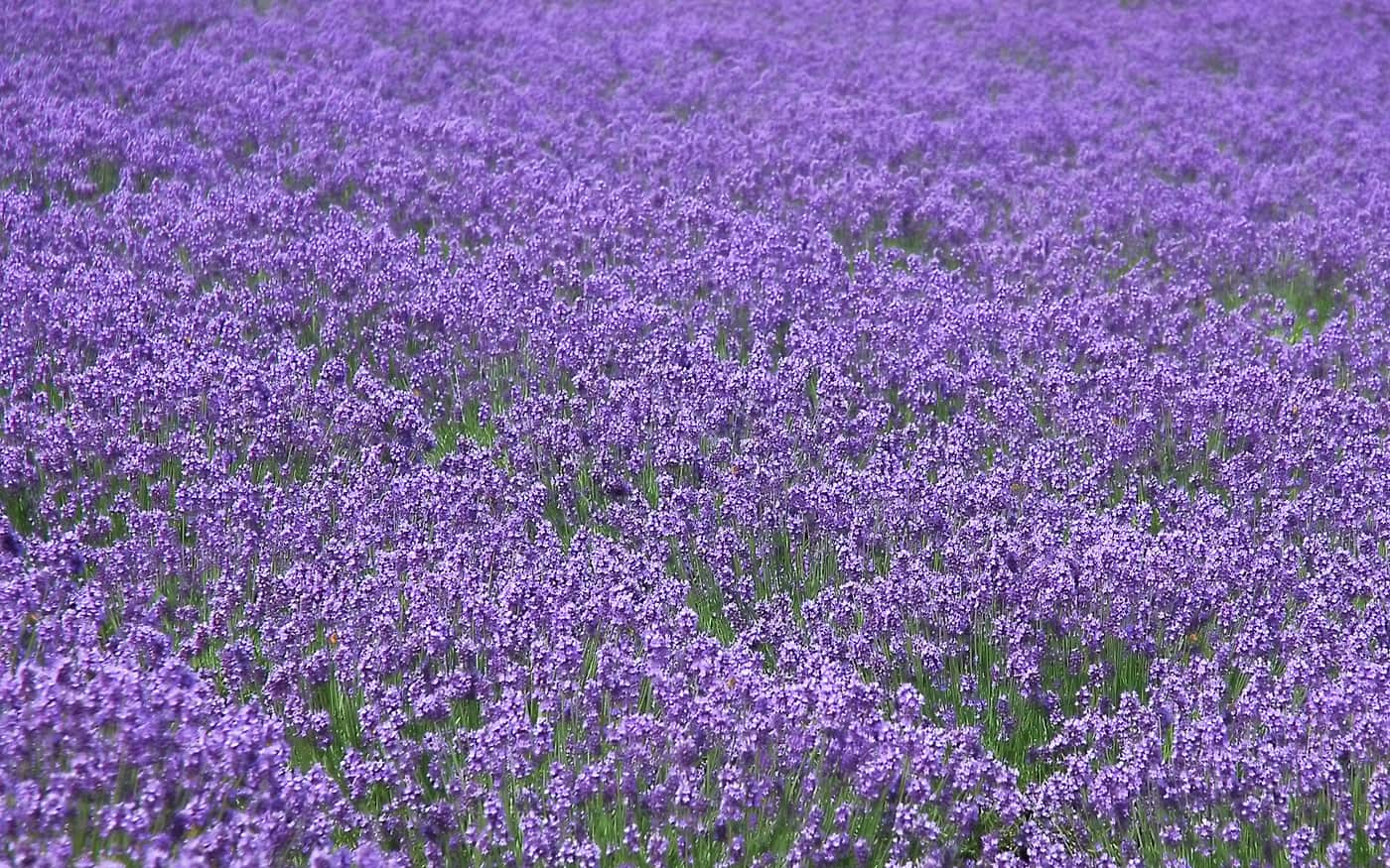 Organic and Sustainable Skincare from Organic Essence