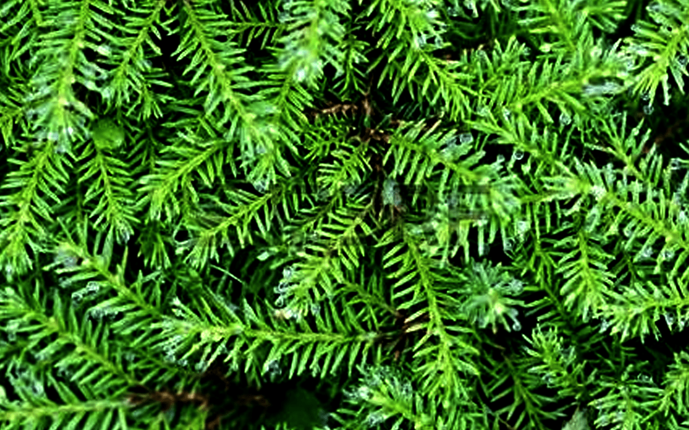 Organic and Sustainable Skincare from Organic Essence